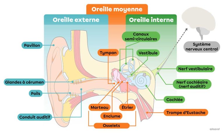 Anatomie de l’oreille et fonctionnement